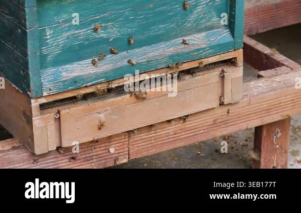 Close-up of bees flying in and out of beehive entrance, active hive ...