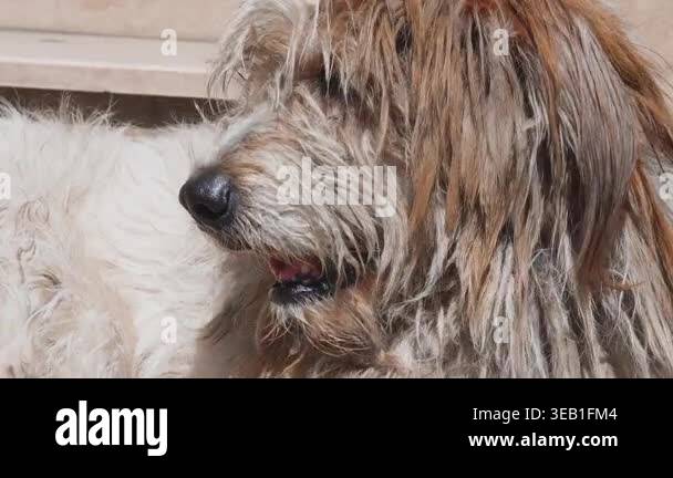 dog breed yorkshire terrier, dog Stock Video Footage - Alamy