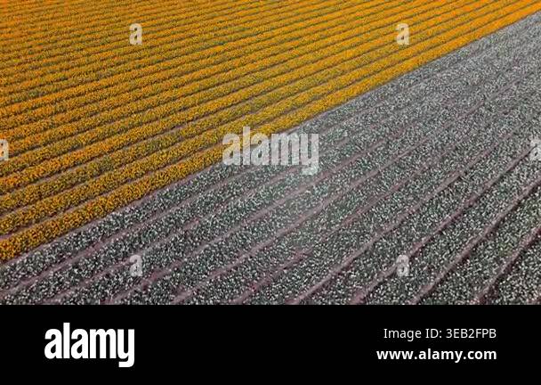 Aerial high-angle view of contrasting yellow and white tulip fields in ...