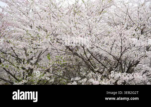 Spring blooming tree branches with delicate white flowers. nature ...