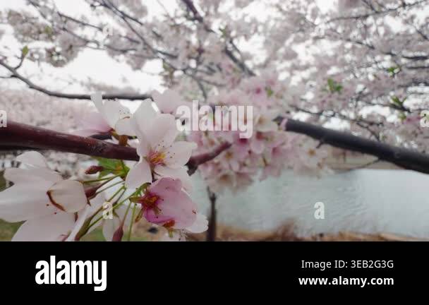 Spring blooming tree branches with delicate white flowers. Seasonal ...