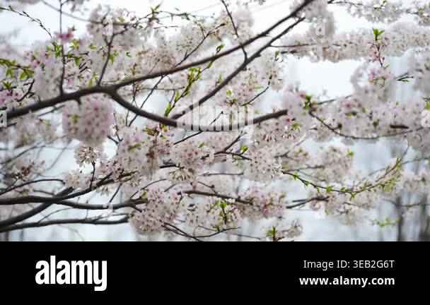 Spring blooming tree branches with delicate white flowers. nature ...