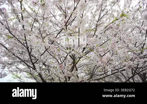 Spring blooming tree branches with delicate white flowers. wide nature ...