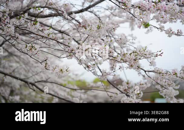 Spring blooming tree branches with delicate white flowers. Seasonal ...
