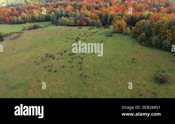 Aerial view of herd of horses grazing on scenic autumn meadow ...