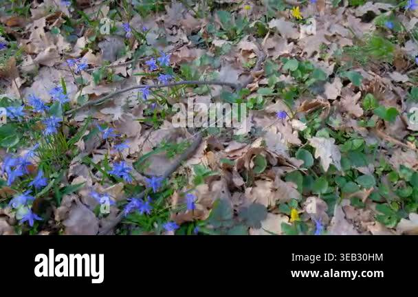 beautiful spring flowers in the forest Stock Video Footage - Alamy