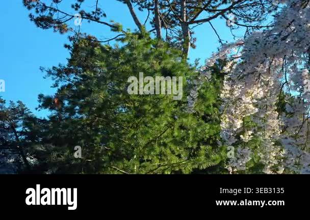 Evergreen pine tree and weeping cherry blossoms in spring park ...
