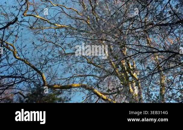 Low angle view of white cherry blossom branches against sky. Looking up ...
