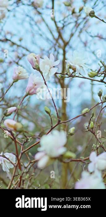 Magnolia trees display fresh flowers on branches in a garden. Some ...