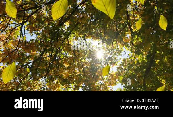 Animation of autumn leaves falling against low angle view of trees and ...
