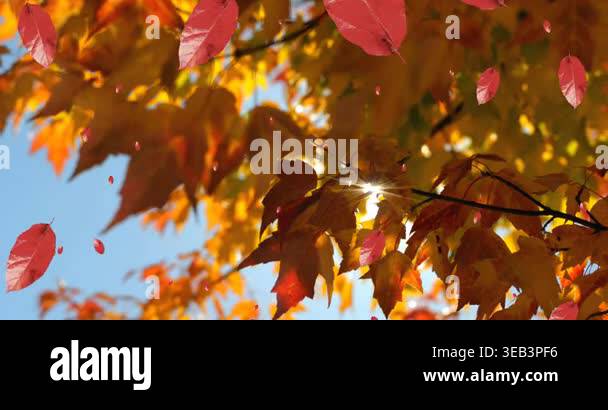 Animation of autumn leaves falling against view of trees and blue sky ...