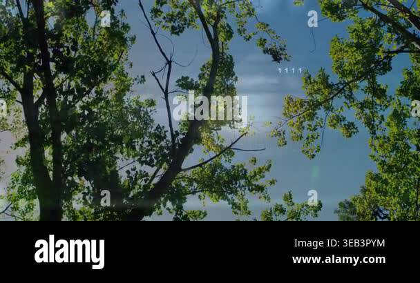 Environment educator exploring canopy outdoors, displaying animated ...