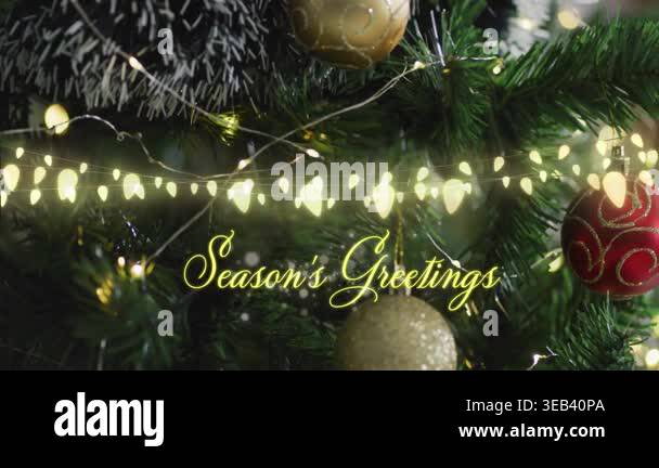Glowing lights over Christmas tree branches with Season's Greetings ...