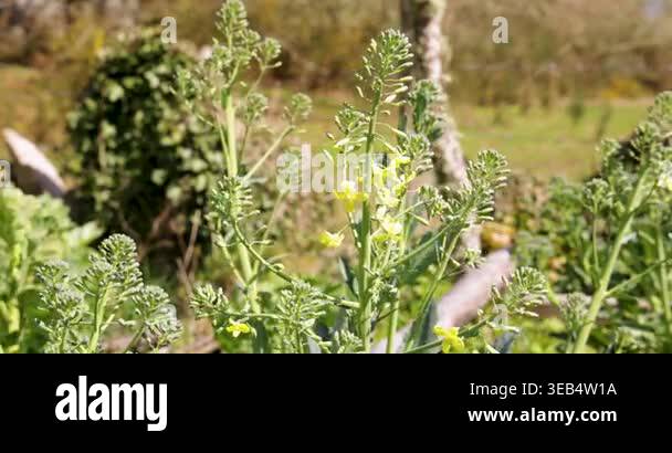 Broccoli plant with yellow flowers bolting in a sunny vegetable garden ...