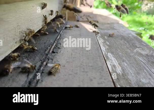 Worker bees flying in and out of hive entrance carrying nectar and ...