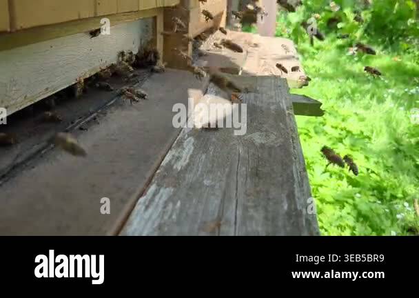 Worker bees flying in and out of hive entrance carrying nectar and ...