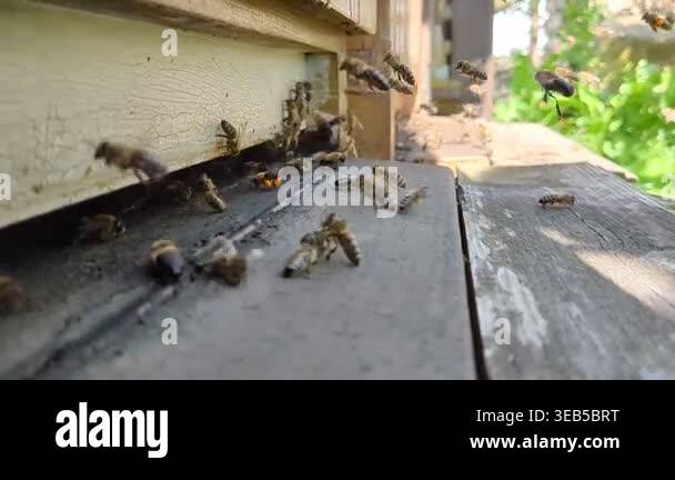 Worker bees flying in and out of hive entrance carrying nectar and ...