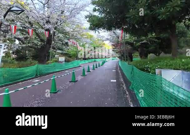 Ueno Onshi Park Cherry Blossoms Japan Tokyo 2024 Stock Video Footage