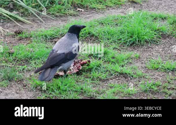 Crow pecks at a piece of meat on the ground, with lush green grass and ...