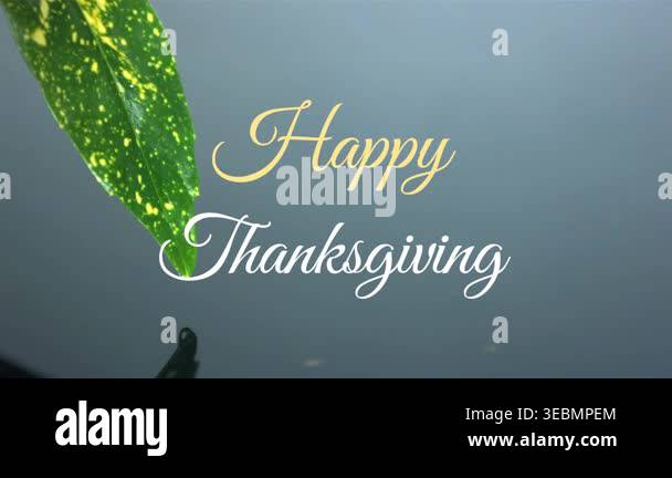 Animation of happy thanksgiving text over green leaf on grey background ...