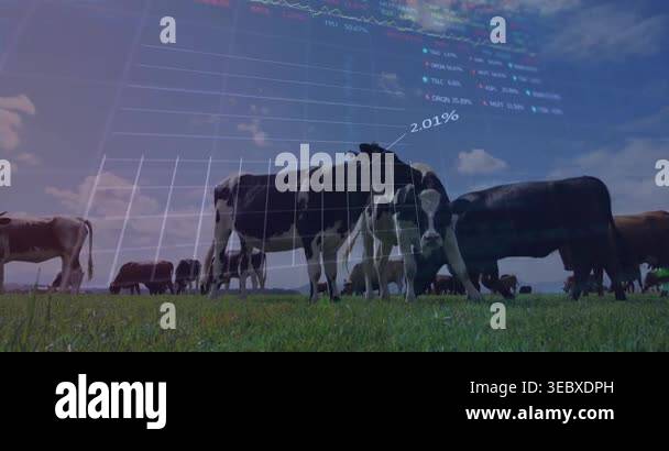 Animating stock market data over grazing cows in green field. Finance ...
