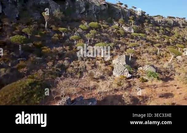 Aerial view of rugged rocky cliff with sparse evergreen trees and dry ...