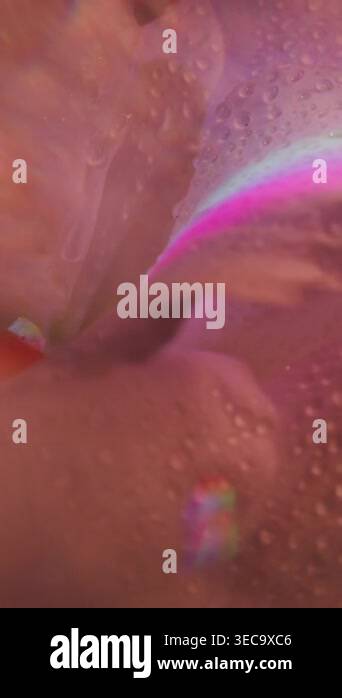Vertical video. Rainbow flower. Neon nature plant. Defocused pink color ...