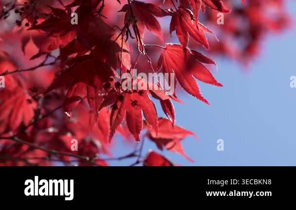 Red Japanese maple leaves glow in sunlight against blue sky. The close ...