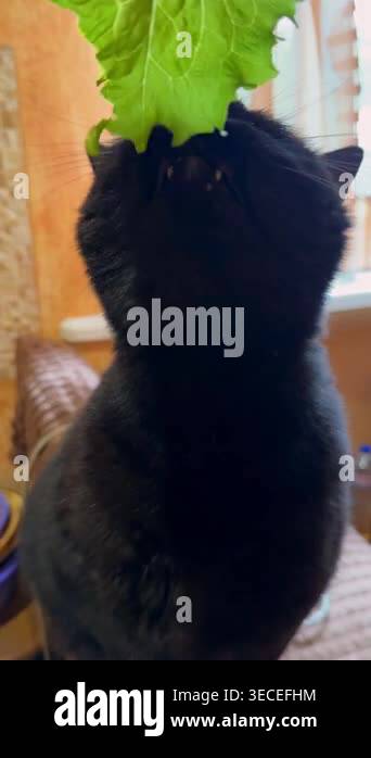 Black cat eating lettuce leaves in a funny way Stock Video Footage - Alamy