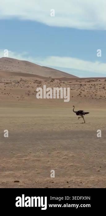 Ostrich Running Across the Vast Desert Landscape of Namibia Stock Video ...