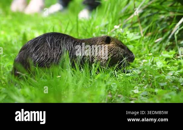 Nutria river rat on meadow, coypu herbivorous, semiaquatic rodent ...