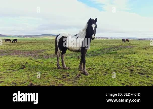 A horse with black and white markings is in a green field. Other horses ...