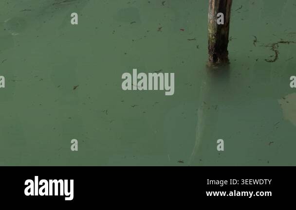 Slow-motion view of murky green water with a wooden post, drifting ...