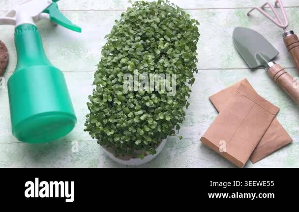 Gardening tools and accessories surrounding a pot of fresh pea shoots ...