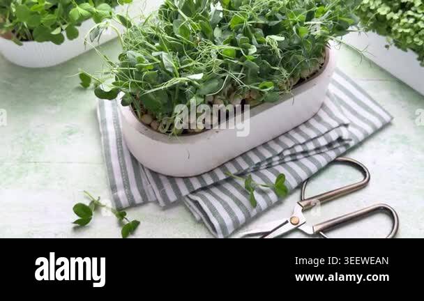 Fresh microgreens and gardening tools on table Stock Video Footage - Alamy