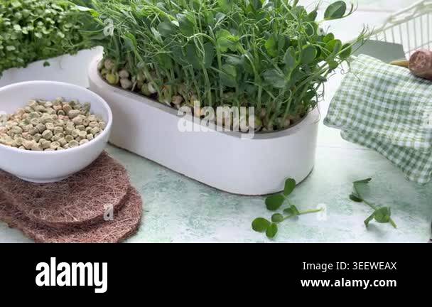 Fresh microgreens and gardening tools on table Stock Video Footage - Alamy