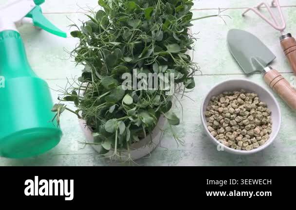 Fresh microgreens and gardening tools on table Stock Video Footage - Alamy