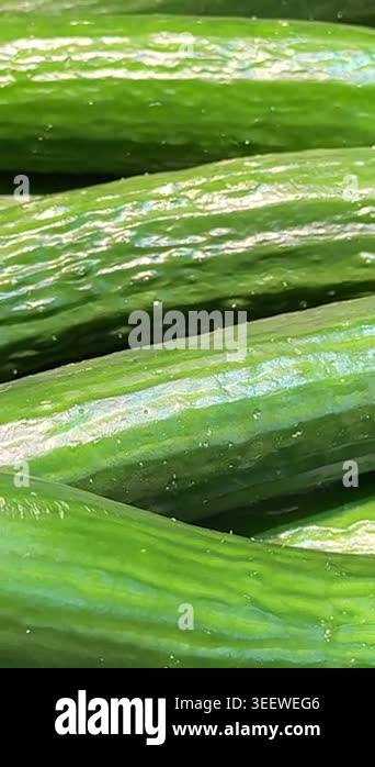 Fresh raw whole cucumbers, an ingredient for preparing salads and ...