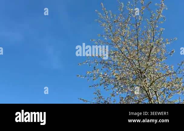 In the city park there are many flowering plum trees with pink flowers ...