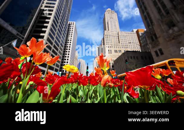 Colorful tulip flower in downtown Chicago with city buildings in ...
