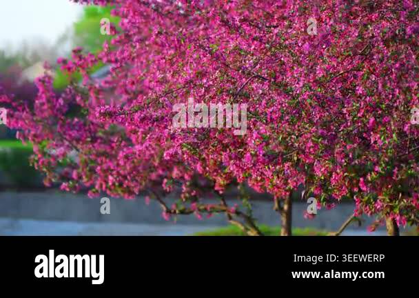 Pink flowering tree in bloom along suburban street. Spring season with ...
