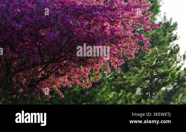 Pink flowering crabapple tree in full bloom along suburban street ...