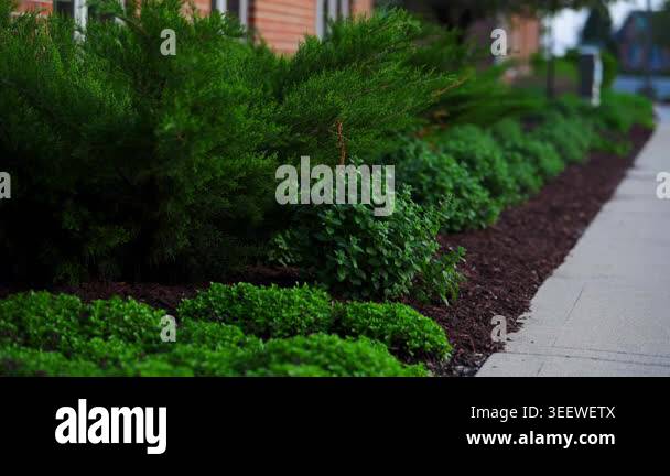 Neatly trimmed shrubs with fresh mulch along sidewalk street ...