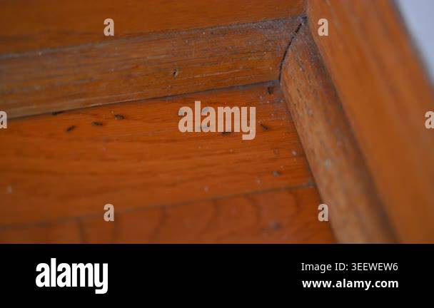 Ants moving along indoor floor near wall. Concept of pest infestation ...