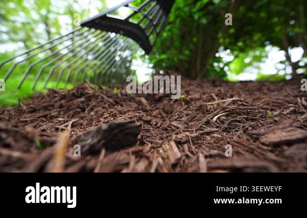 Landscaper raking fresh mulch around bushes in residential garden. Lawn ...