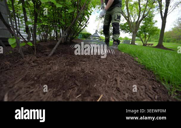 Landscaper raking fresh mulch around bushes in residential garden. Lawn ...