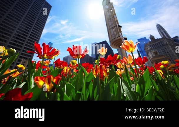 Colorful tulip flowers in downtown Chicago with city skyscrapers ...