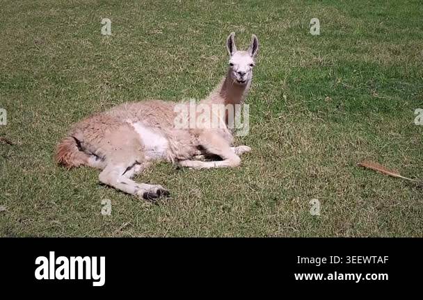 A lone llama is lying down on a wide grassy field in an open natural ...