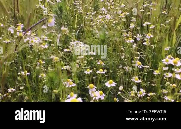 Wild meadow daisies swaying in grass, distant blurred stems with soft ...