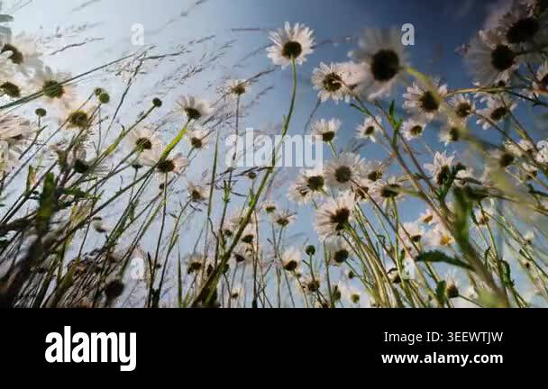 Towering daisies reaching toward blue sky, lowangle perspective shows ...
